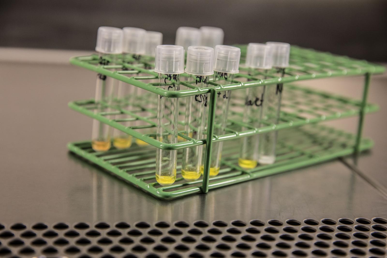 Bacterial Meningitis | MenAfriNet